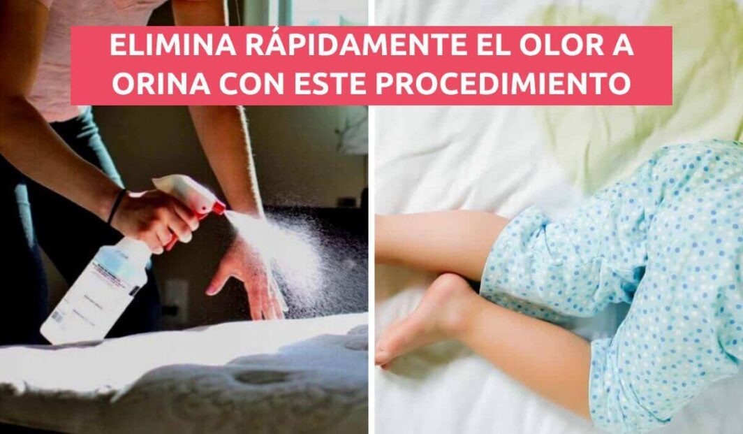 APRENDE A ELIMINAR EL OLOR DE ORINA RÁPIDAMENTE DE CAMA, SOFÁ O BAÑO ...