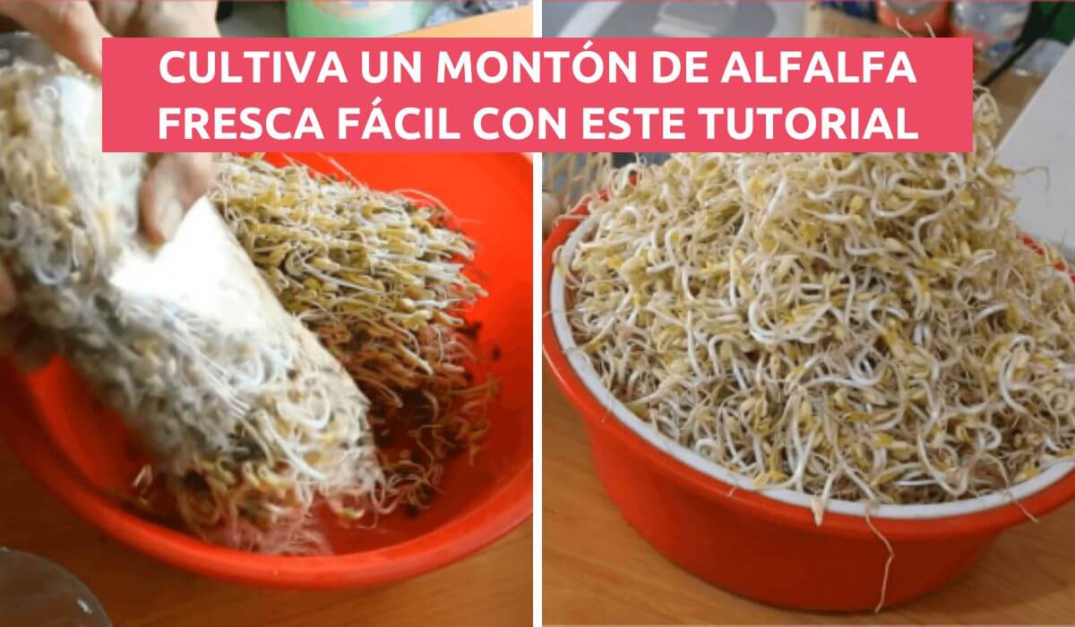 ALFALFA FRESCA: CÓMO CULTIVAR EN CASA UN MONTÓN DE ALFALFA Y COMER MUY ...