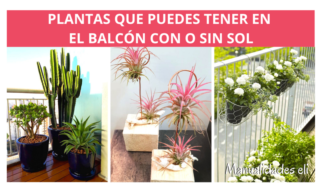 10 Plantas Que Puedes Tener En El Balcón Con O Sin Sol Para Decorar ...