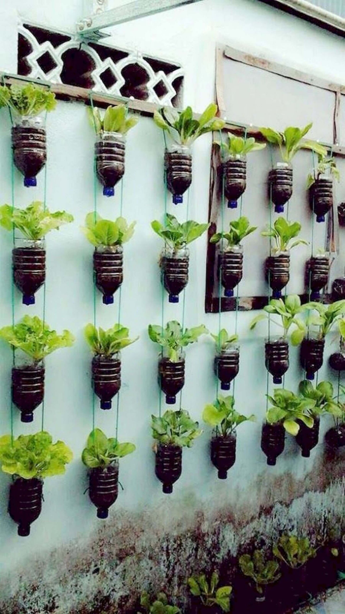 15 Ingeniosas ideas para hacer un huerto colgante en casa