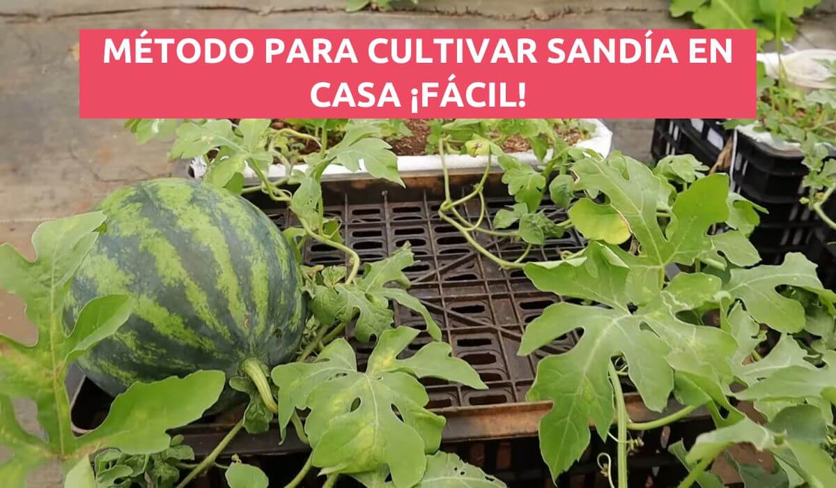 ES FÁCIL CULTIVAR SANDÍA EN CASA CON ÉSTE MÉTODO | Manualidades eli