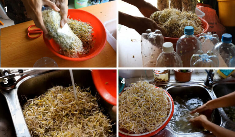 ALFALFA FRESCA: CÓMO CULTIVAR EN CASA UN MONTÓN DE ALFALFA Y COMER MUY FRESCAS | Manualidades eli