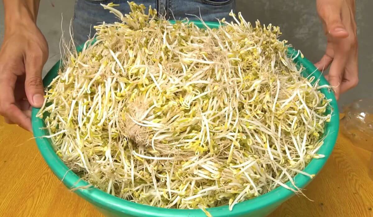 ALFALFA FRESCA: CÓMO CULTIVAR EN CASA UN MONTÓN DE ALFALFA Y COMER MUY ...