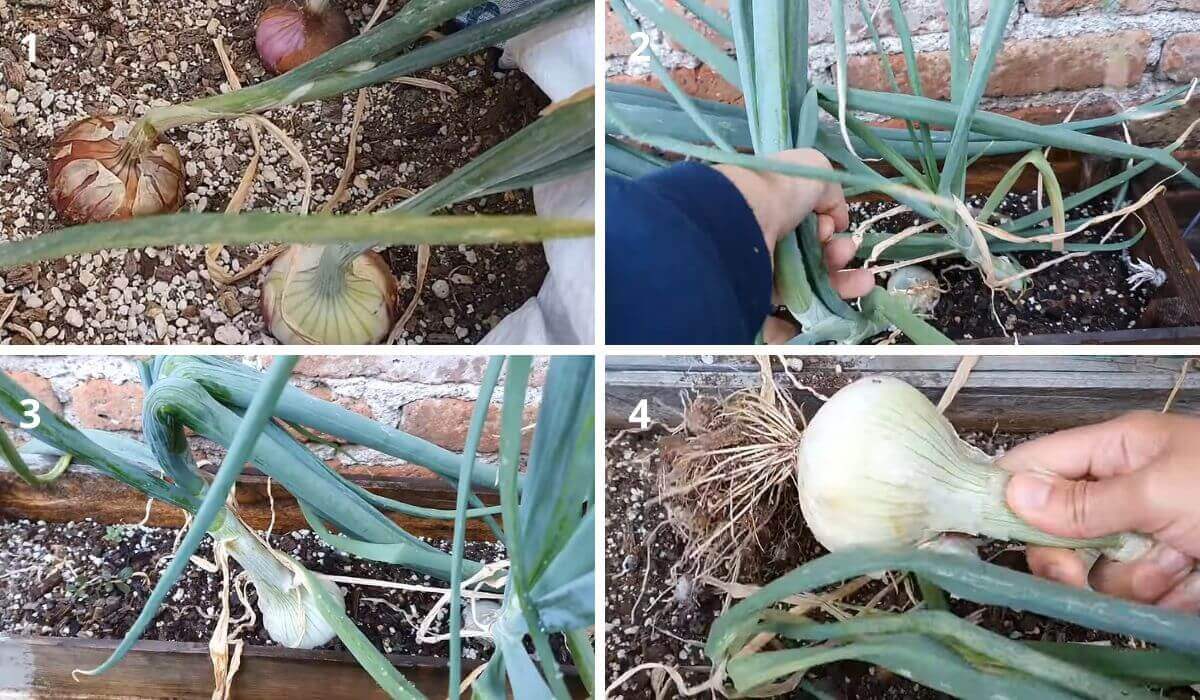 ¿CUÁL ES EL SECRETO PARA OBTENER TUS PROPIAS SEMILLAS DE CEBOLLAS? | Manualidades eli