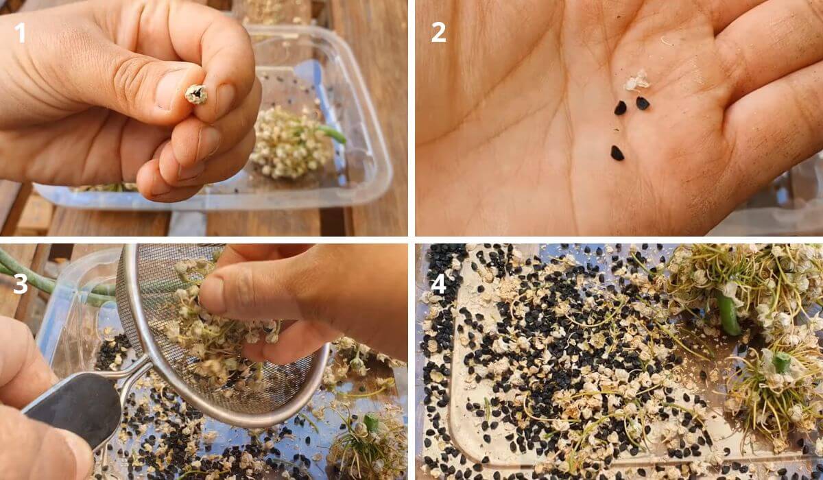 ¿CUÁL ES EL SECRETO PARA OBTENER TUS PROPIAS SEMILLAS DE CEBOLLAS? | Manualidades eli