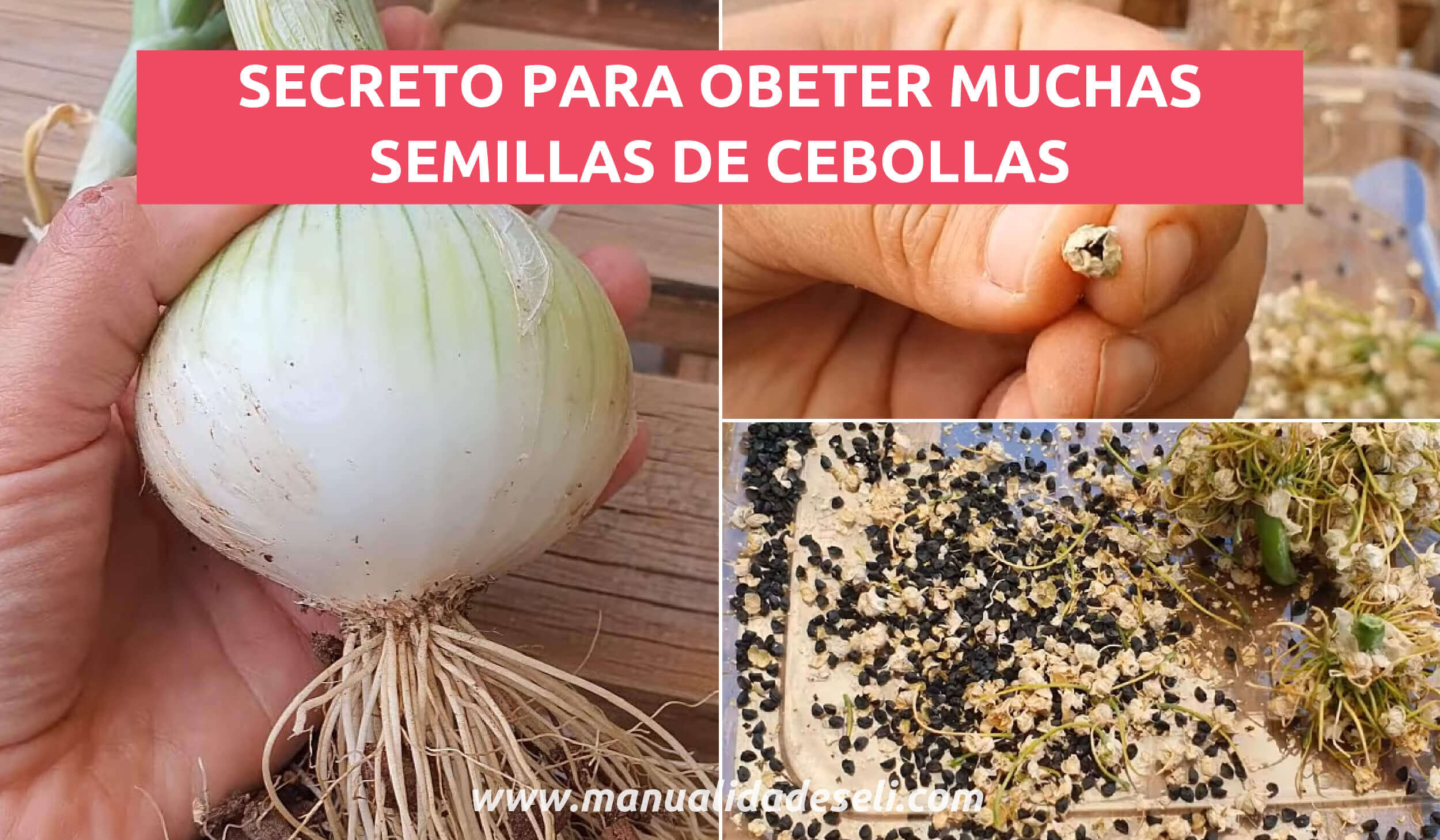 ¿CUÁL ES EL SECRETO PARA OBTENER TUS PROPIAS SEMILLAS DE CEBOLLAS? | Manualidades eli
